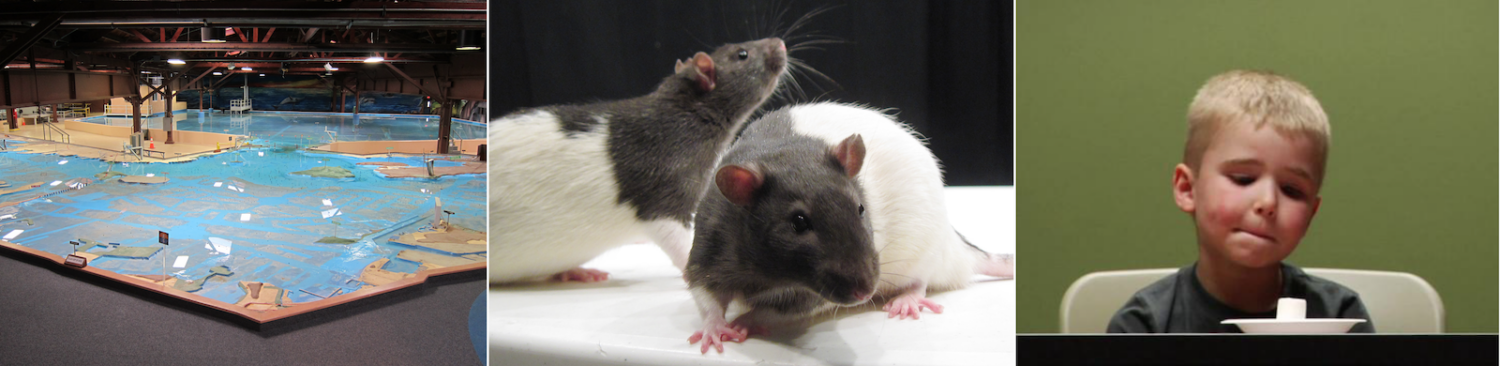 What Are Models and Why Should We Use Them to Understand Social ...